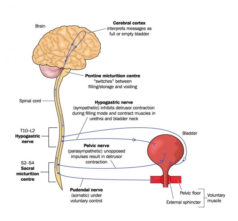 Bladder Dysfunction – Scottish Acquired Brain Injury Network – e-learning
