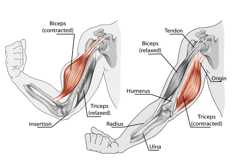Contraction of Skeletal Muscle – Scottish Acquired Brain Injury Network