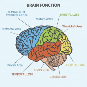 Lobes of the Brain – Scottish Acquired Brain Injury Network – e-learning